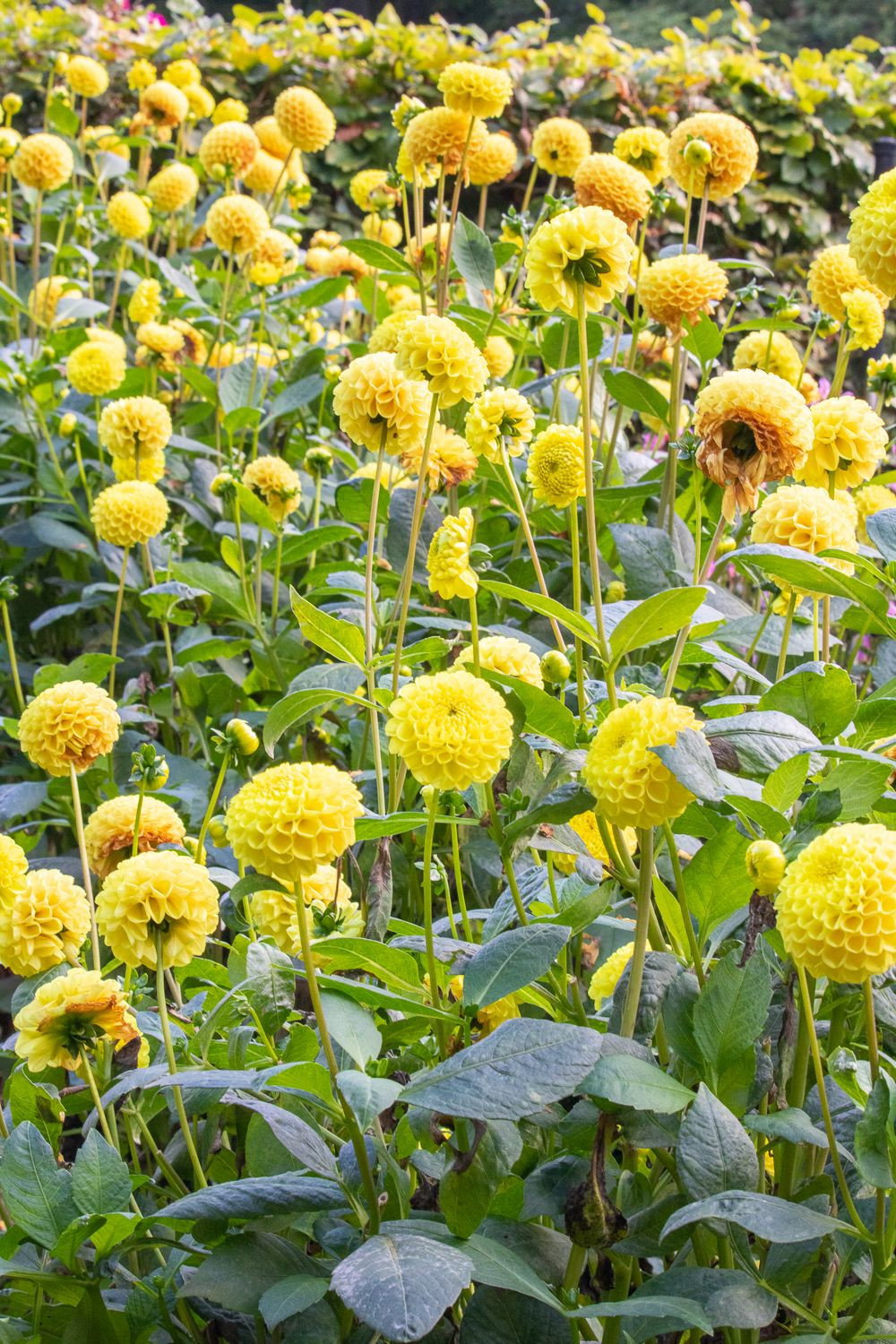 Dahlie First Lady - Dahlia First Lady günstig kaufen