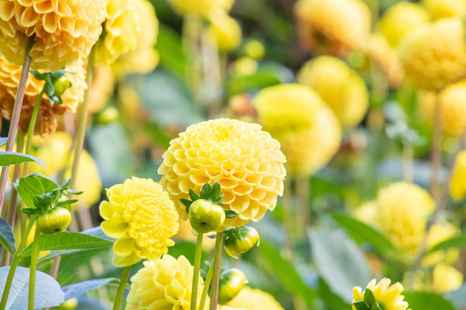 Dahlie First Lady - Dahlia First Lady günstig kaufen