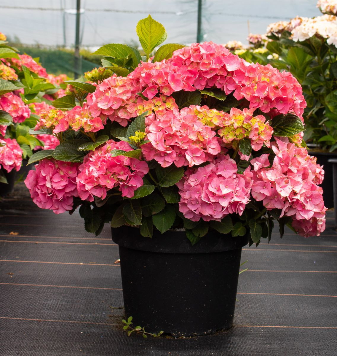 Bauernhortensie Sweet Sugar - Hydrangea macrophylla Sweet Sugar günstig ...