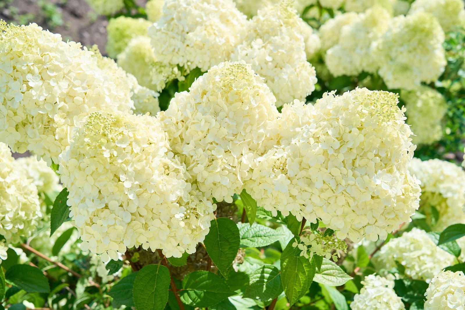 Rispenhortensie Panatella - Hydrangea paniculata Panatella günstig kaufen