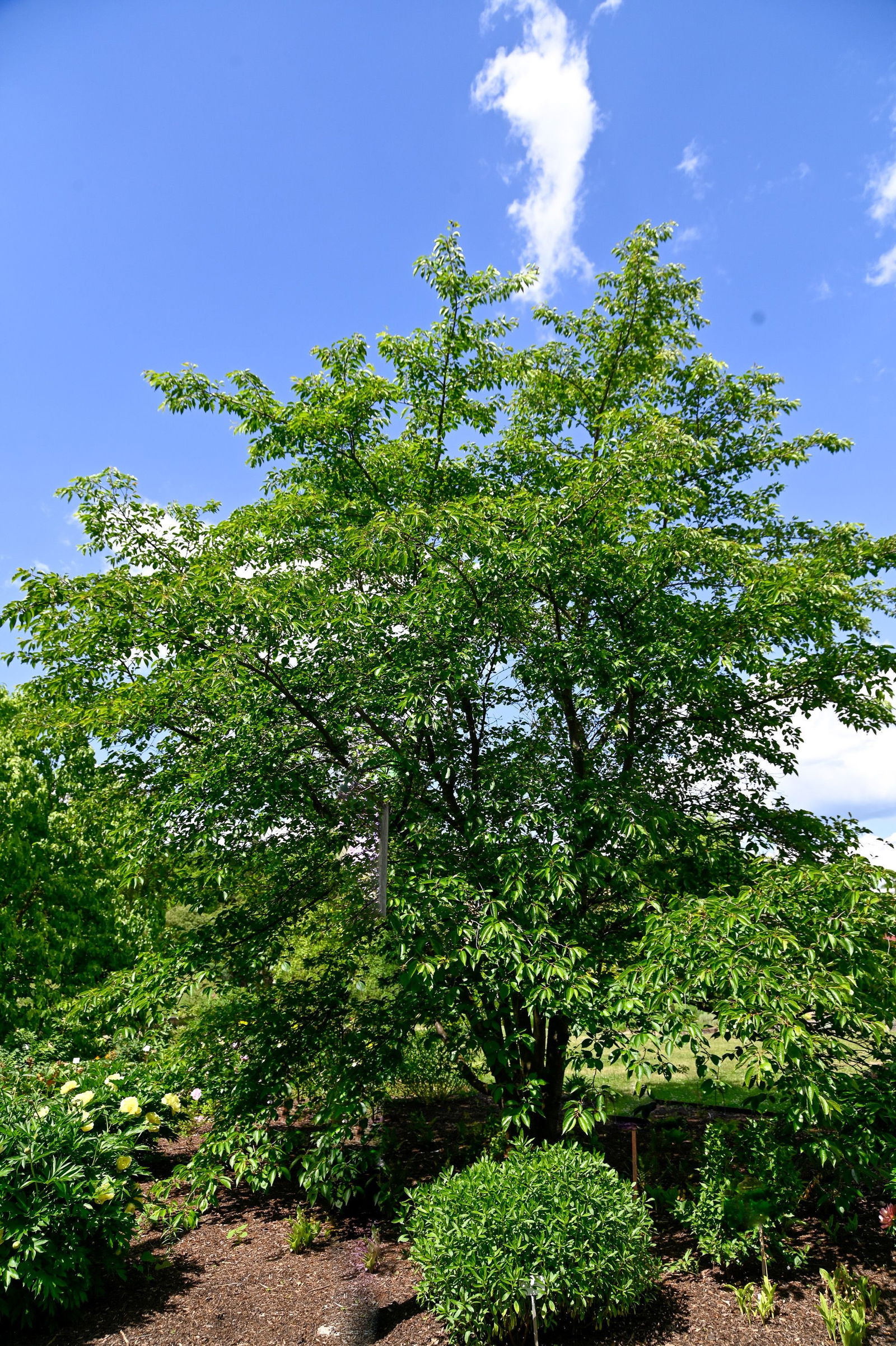 Tokio Kirsche - Prunus x yedoensis günstig kaufen