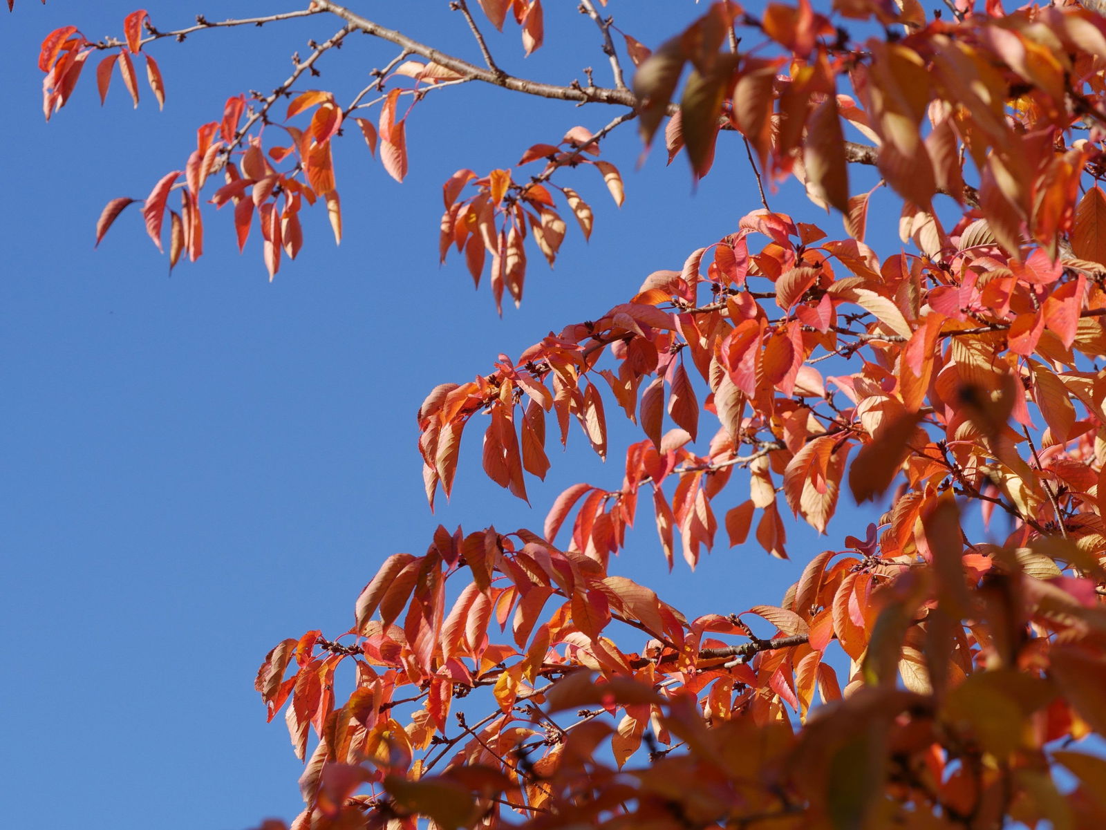 Tokio Kirsche - Prunus x yedoensis günstig kaufen