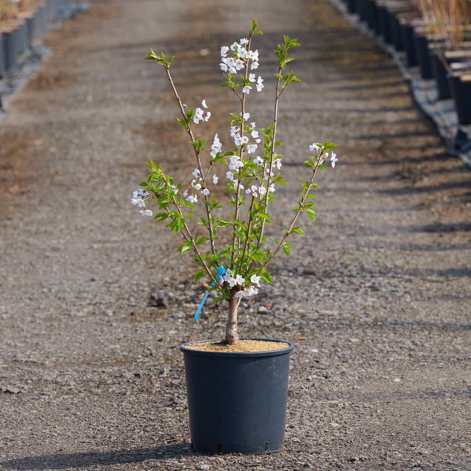 Tokio Kirsche - Prunus x yedoensis günstig kaufen