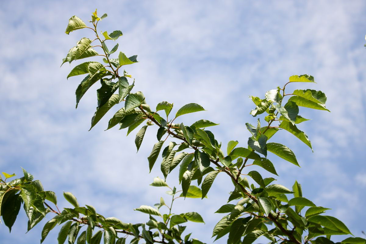 Tokio Kirsche - Prunus x yedoensis günstig kaufen