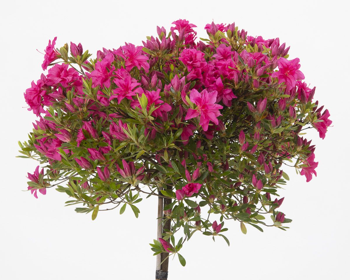 Japanische Azalee rosa - Rhododendron obtusum rosa günstig kaufen
