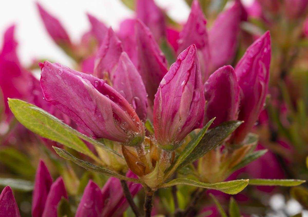 Japanische Azalee rosa - Rhododendron obtusum rosa günstig kaufen