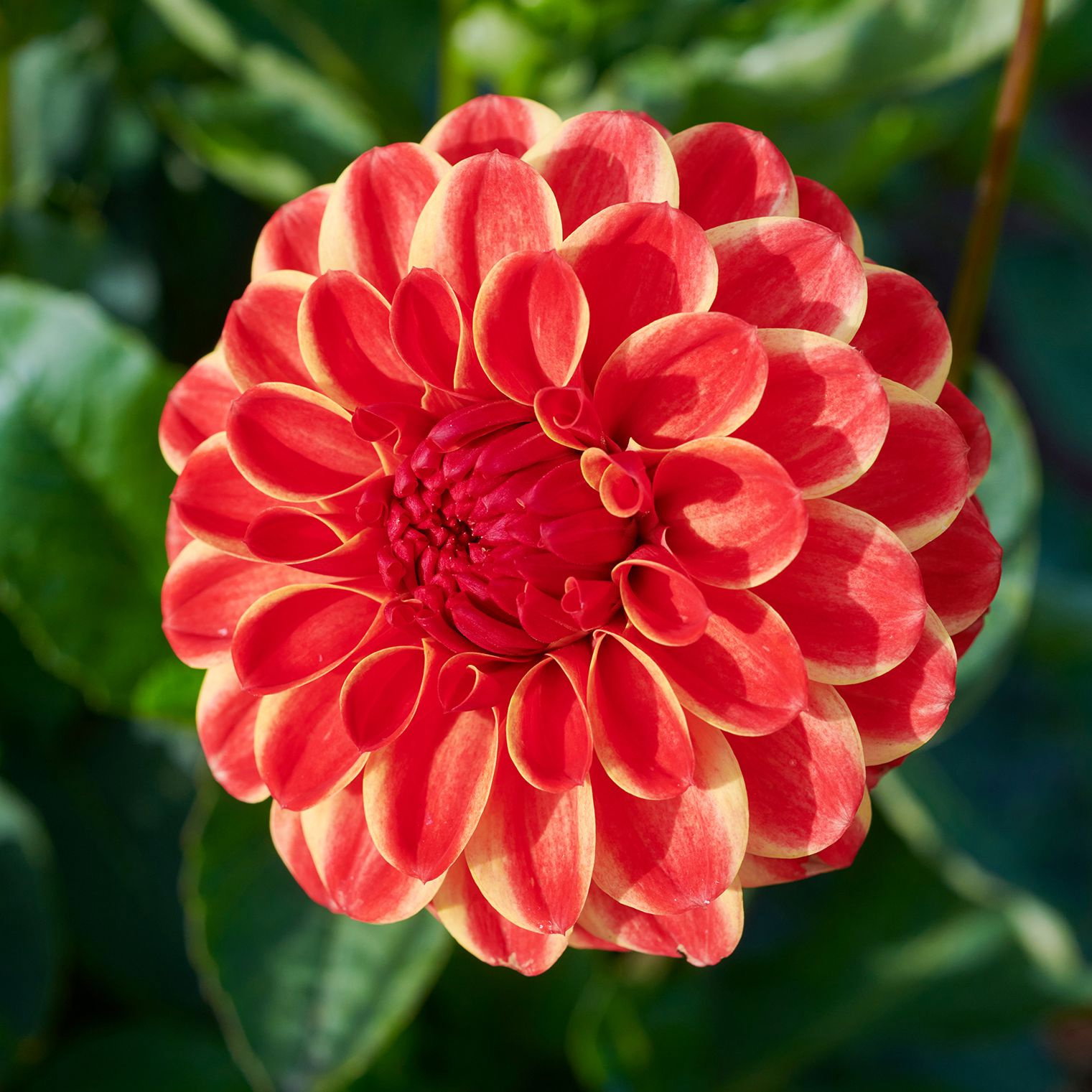 Dahlie Jescot Lingold - Dahlia Jescot Lingold günstig kaufen