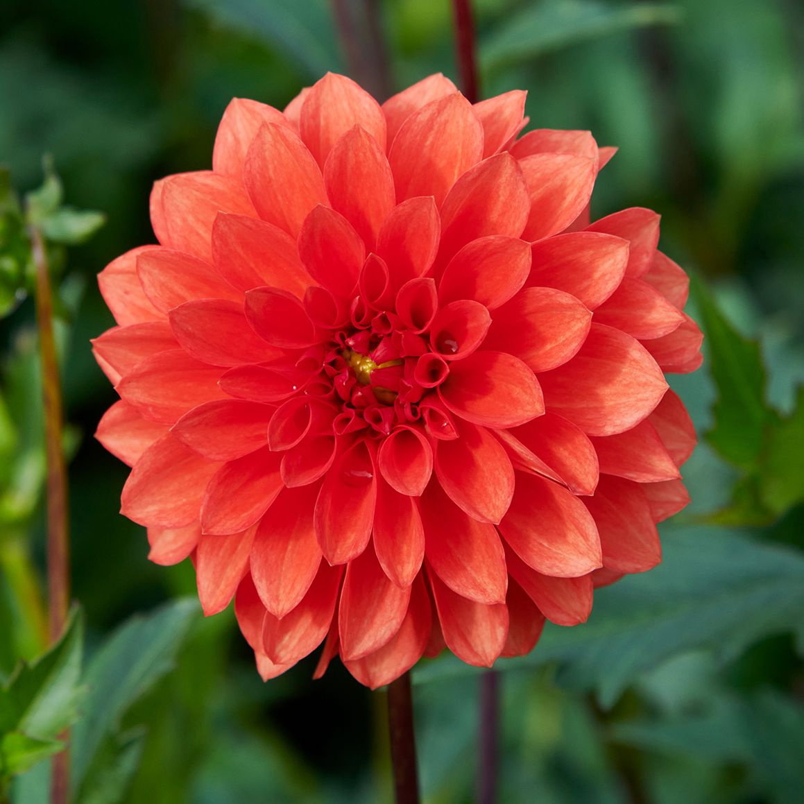 Dahlie Salmon Runner - Dahlia Salmon Runner günstig kaufen