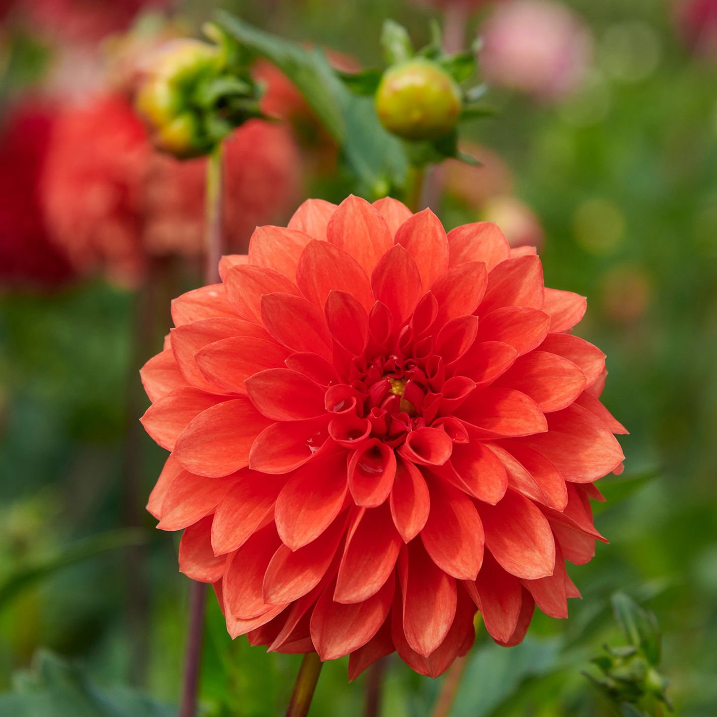 Dahlie Salmon Runner - Dahlia Salmon Runner günstig kaufen