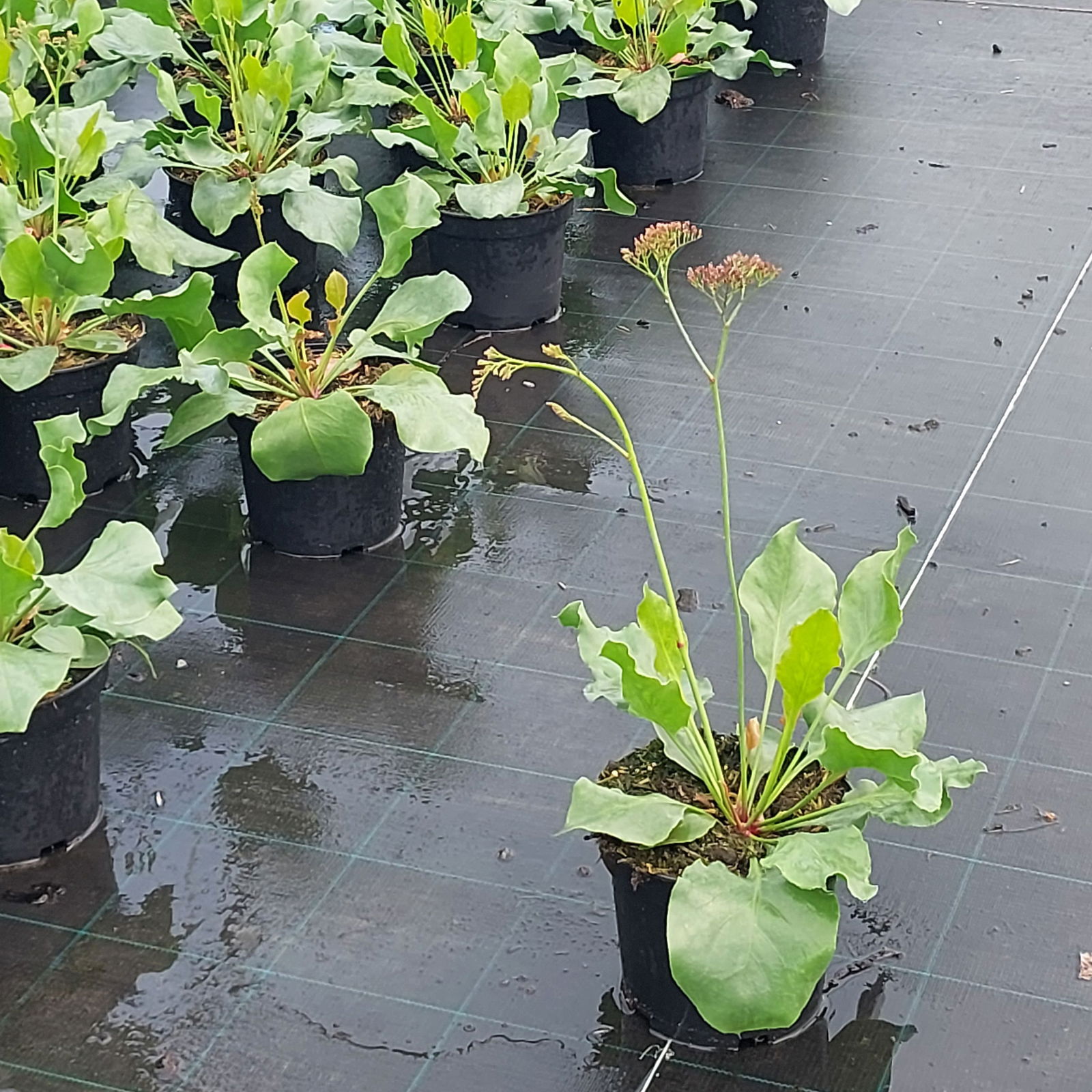 Strandflieder Purple Parachute - Limonium Purple Parachute günstig kaufen