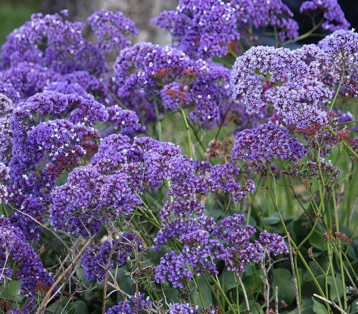 Strandflieder Purple Parachute - Limonium Purple Parachute günstig kaufen
