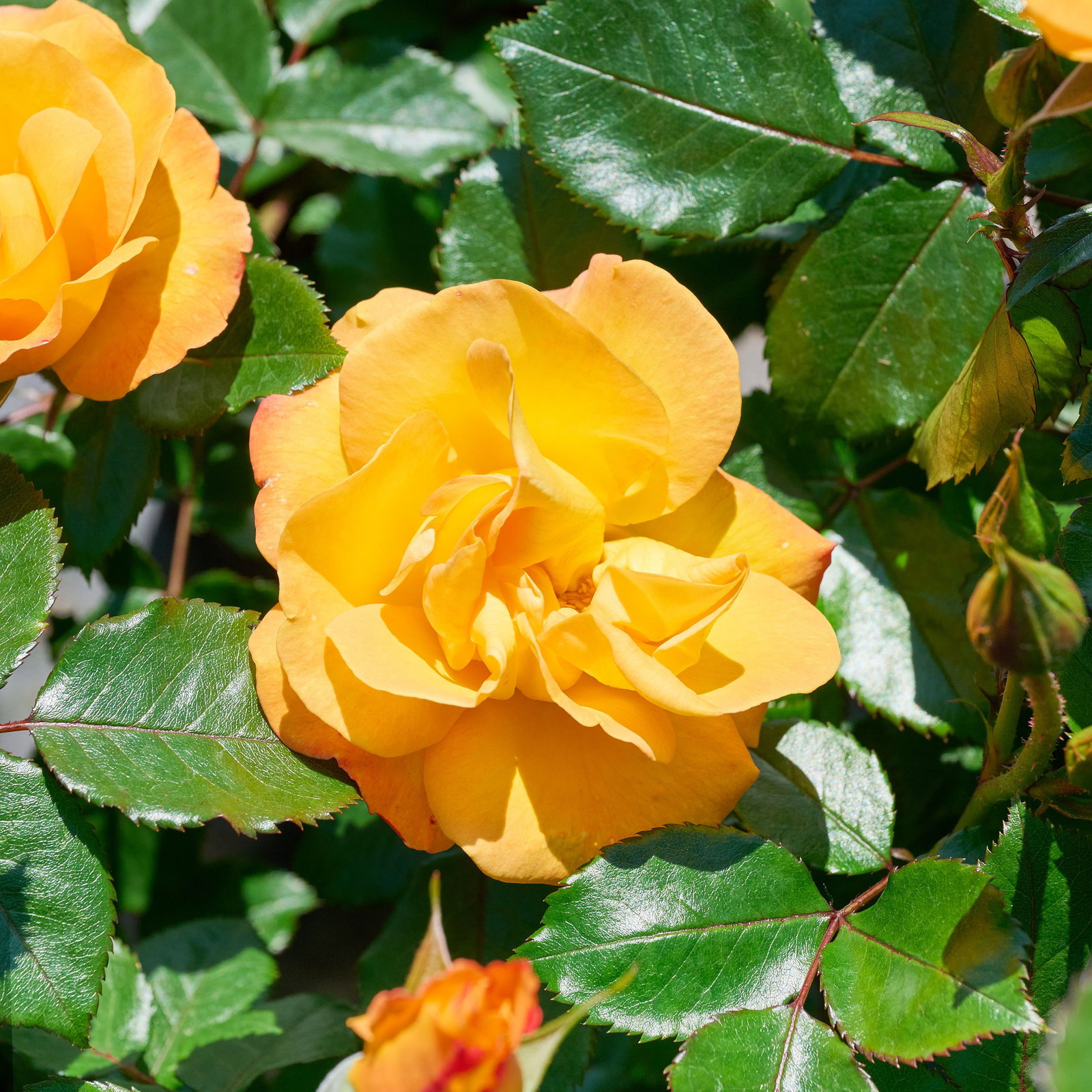 Rose Bright Smiles - Rosa Bright Smiles günstig kaufen