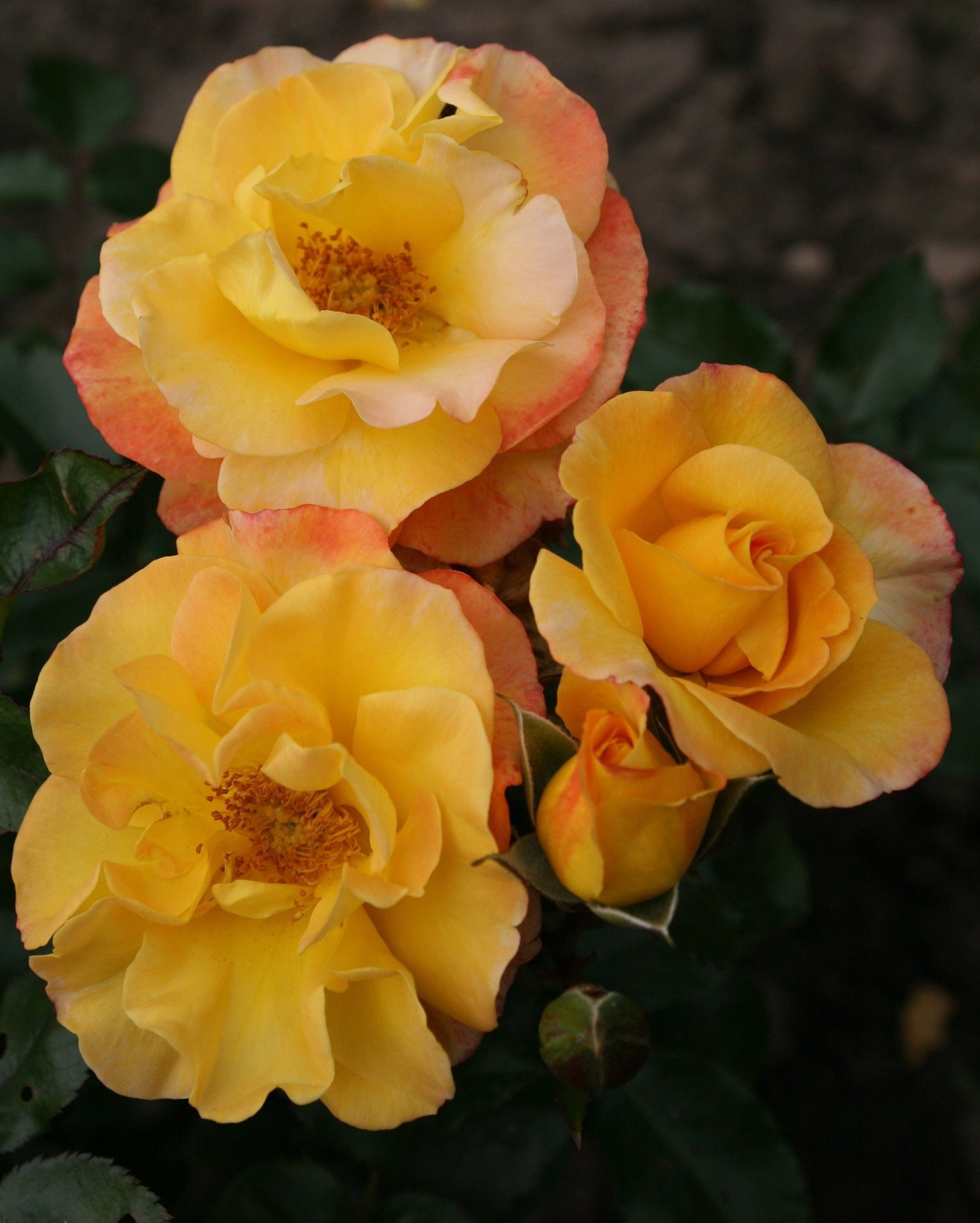 Rose Bright Smiles - Rosa Bright Smiles günstig kaufen