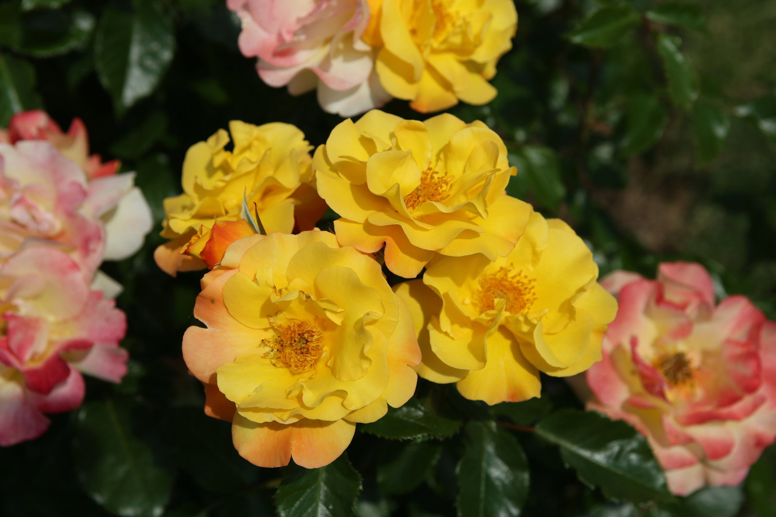 Rose Bright Smiles - Rosa Bright Smiles günstig kaufen