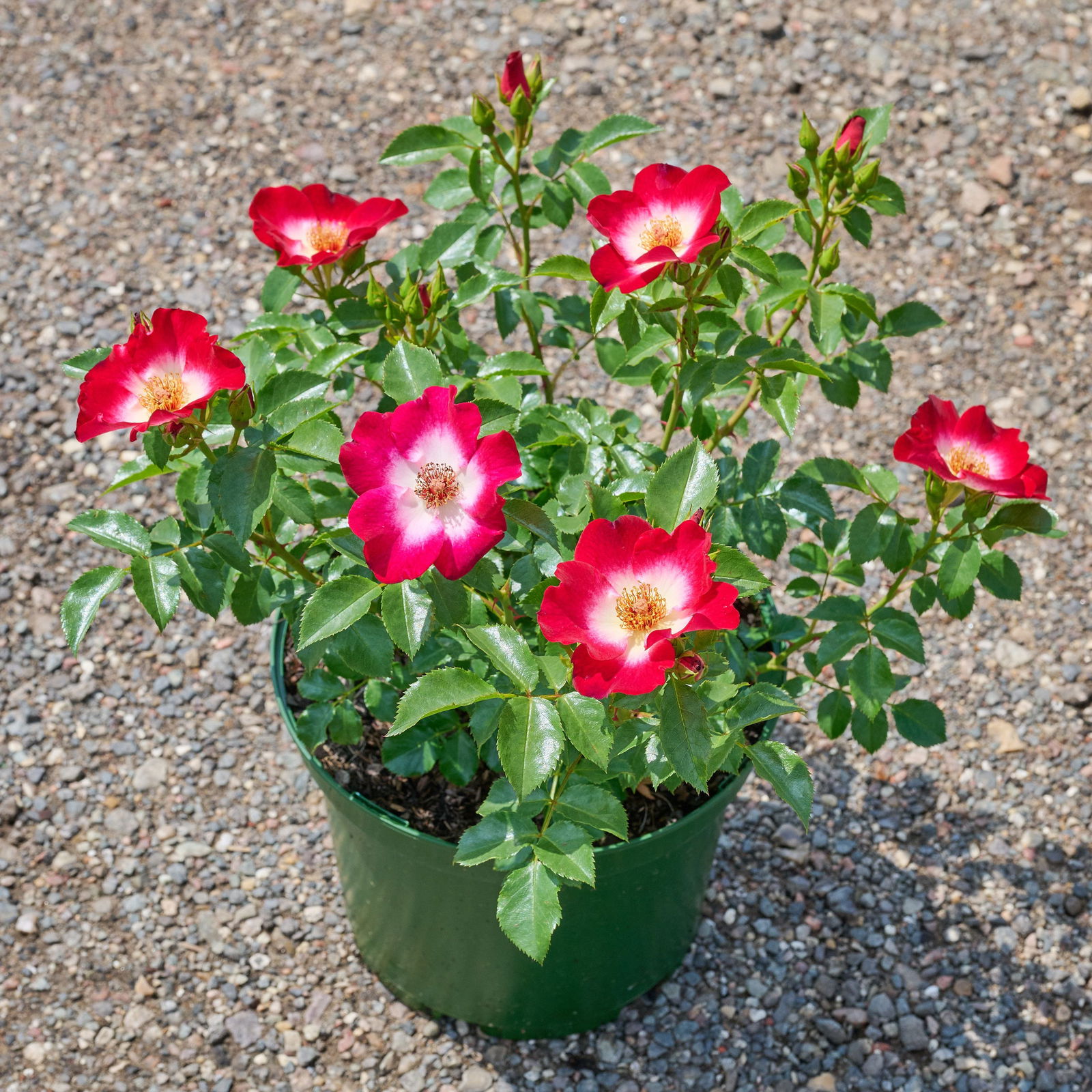 Rose Loki® - Rosa Loki® günstig kaufen