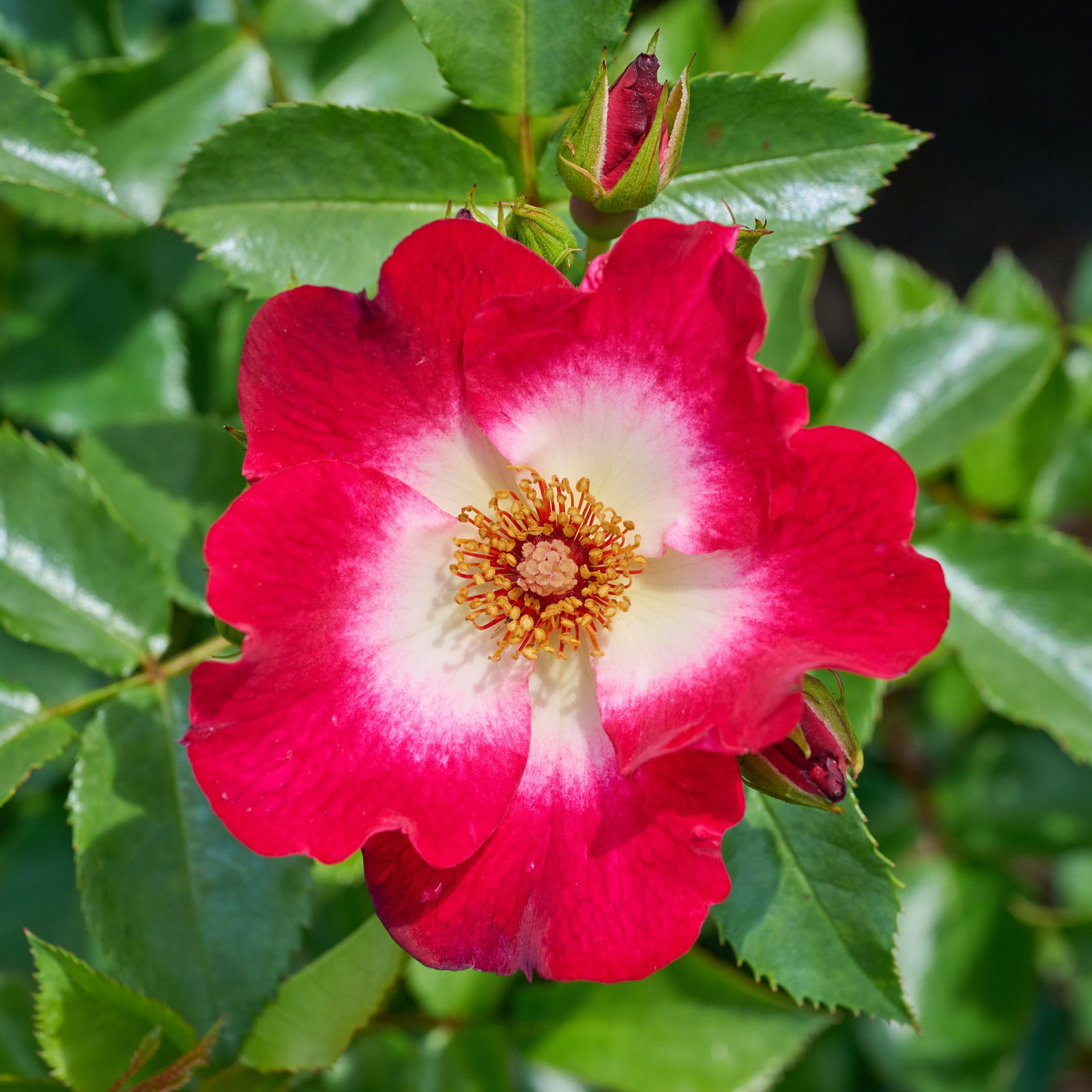 Rose Loki® - Rosa Loki® günstig kaufen