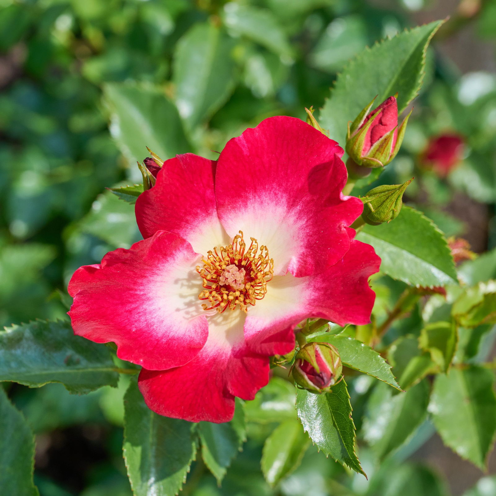 Rose Loki® - Rosa Loki® günstig kaufen