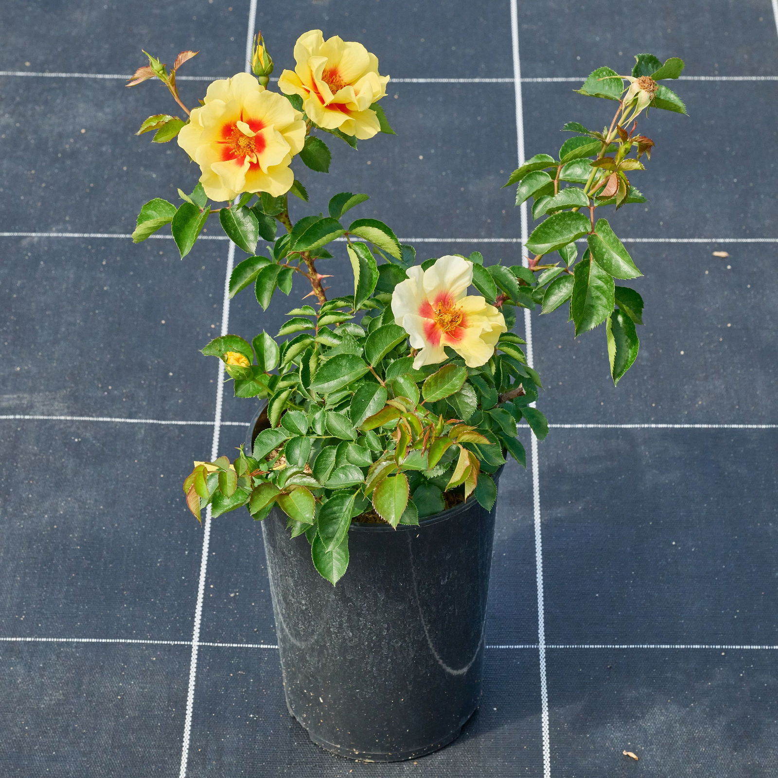 Rose Orienta® Aylin - Rosa Orienta® Aylin günstig kaufen