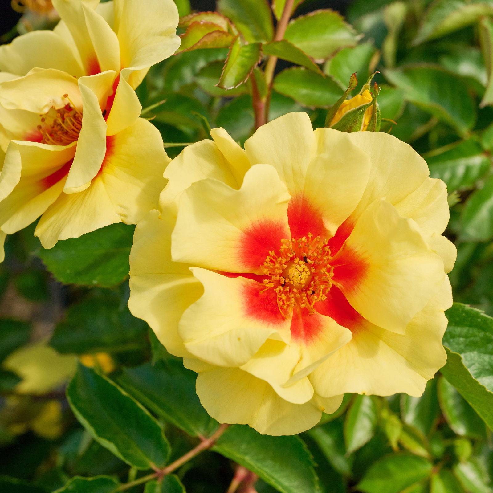 Rose Orienta® Aylin - Rosa Orienta® Aylin günstig kaufen