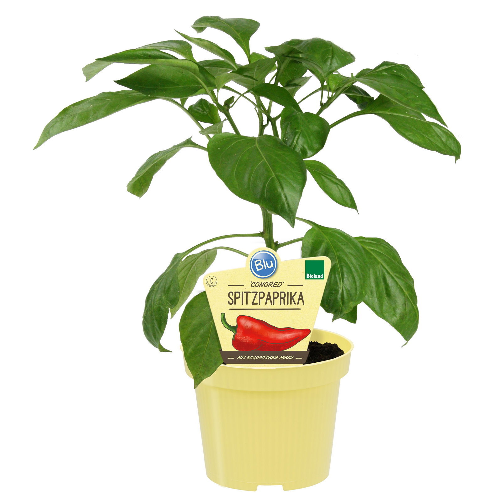 Bio Spitzpaprika rot - Blu Capsicum annuum Conored günstig kaufen