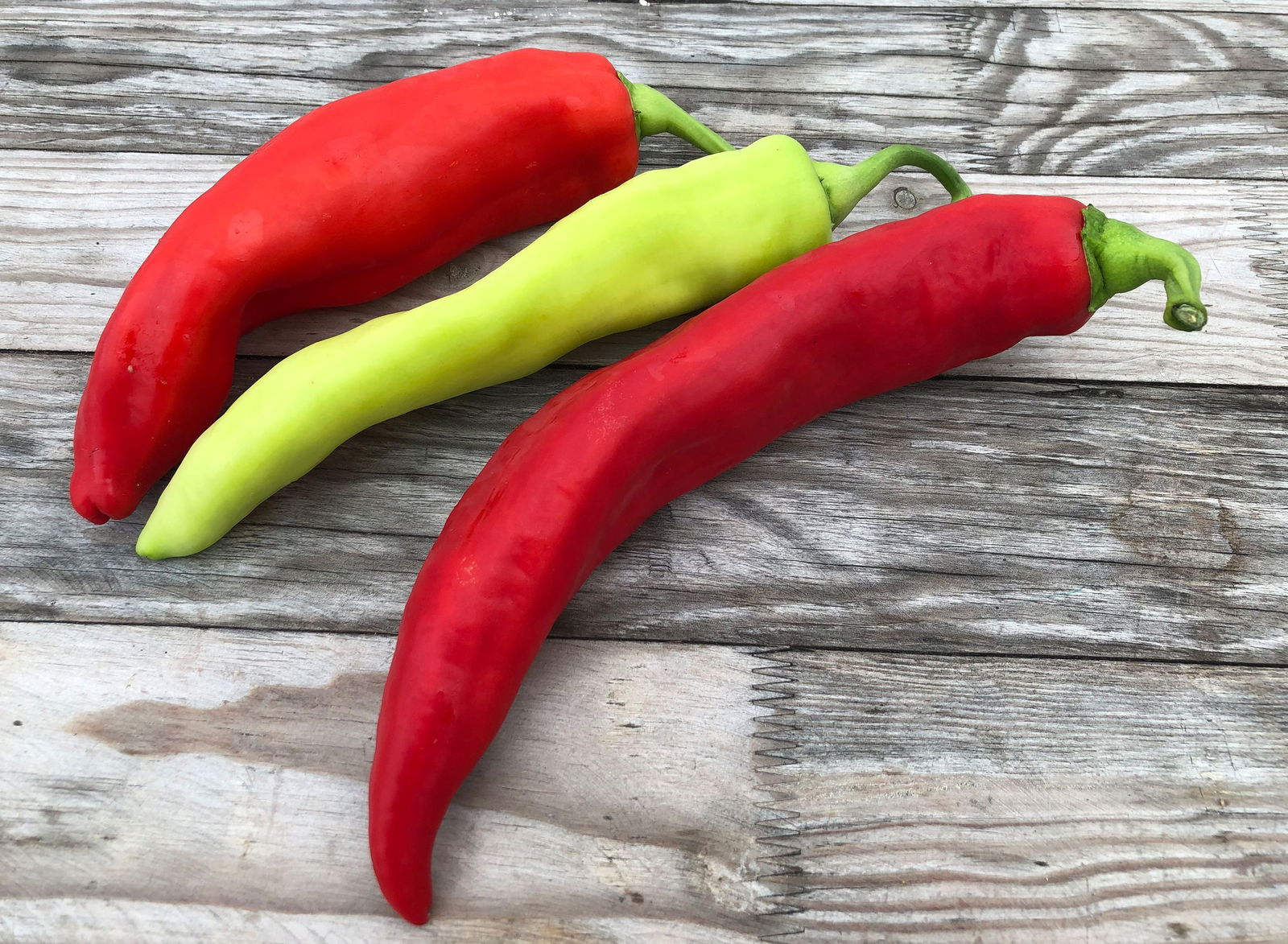 Bio Spitzpaprika rot - Blu Capsicum annuum Conored günstig kaufen