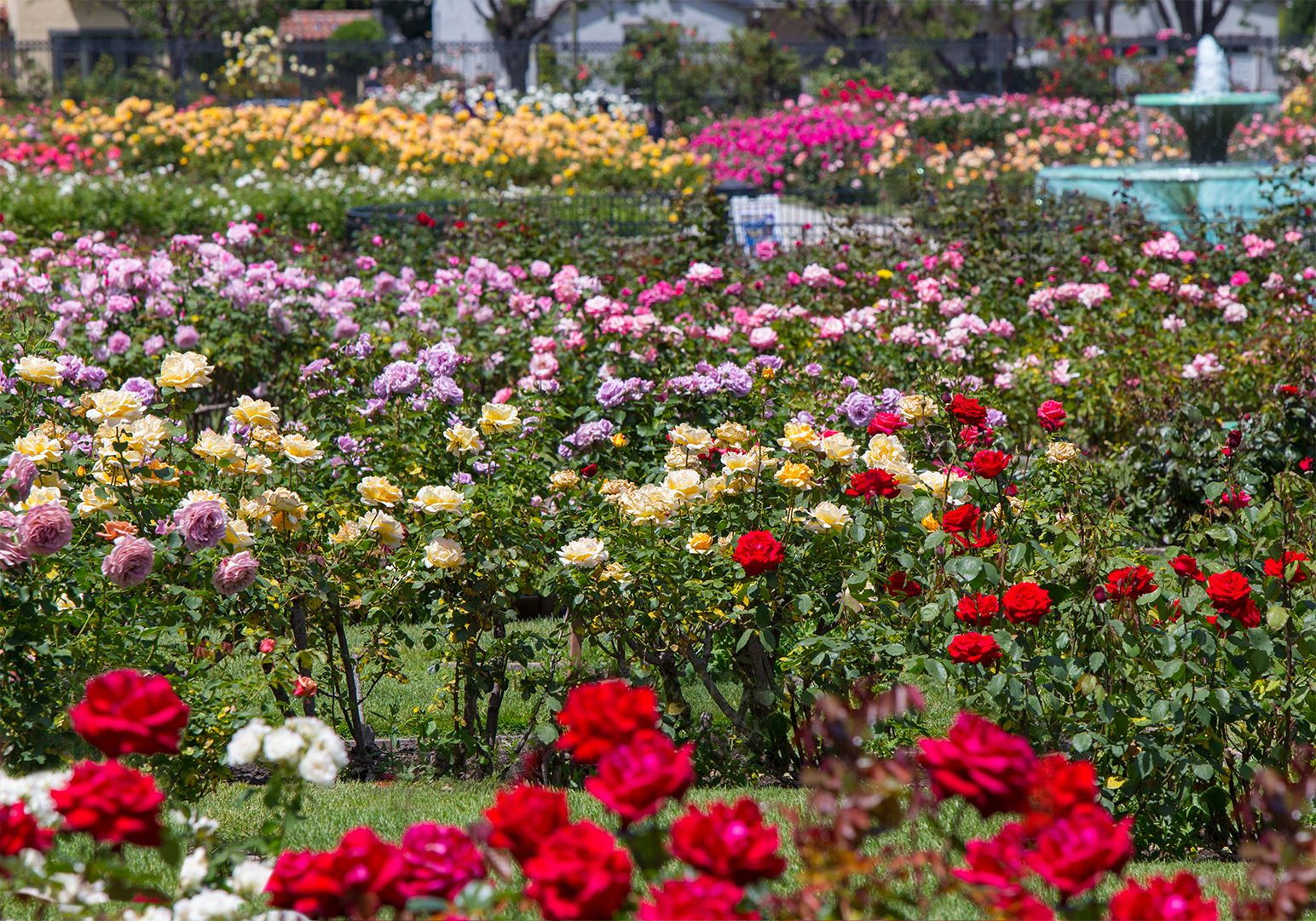 Rose Bonanza ® - Rosa Bonanza ® günstig kaufen