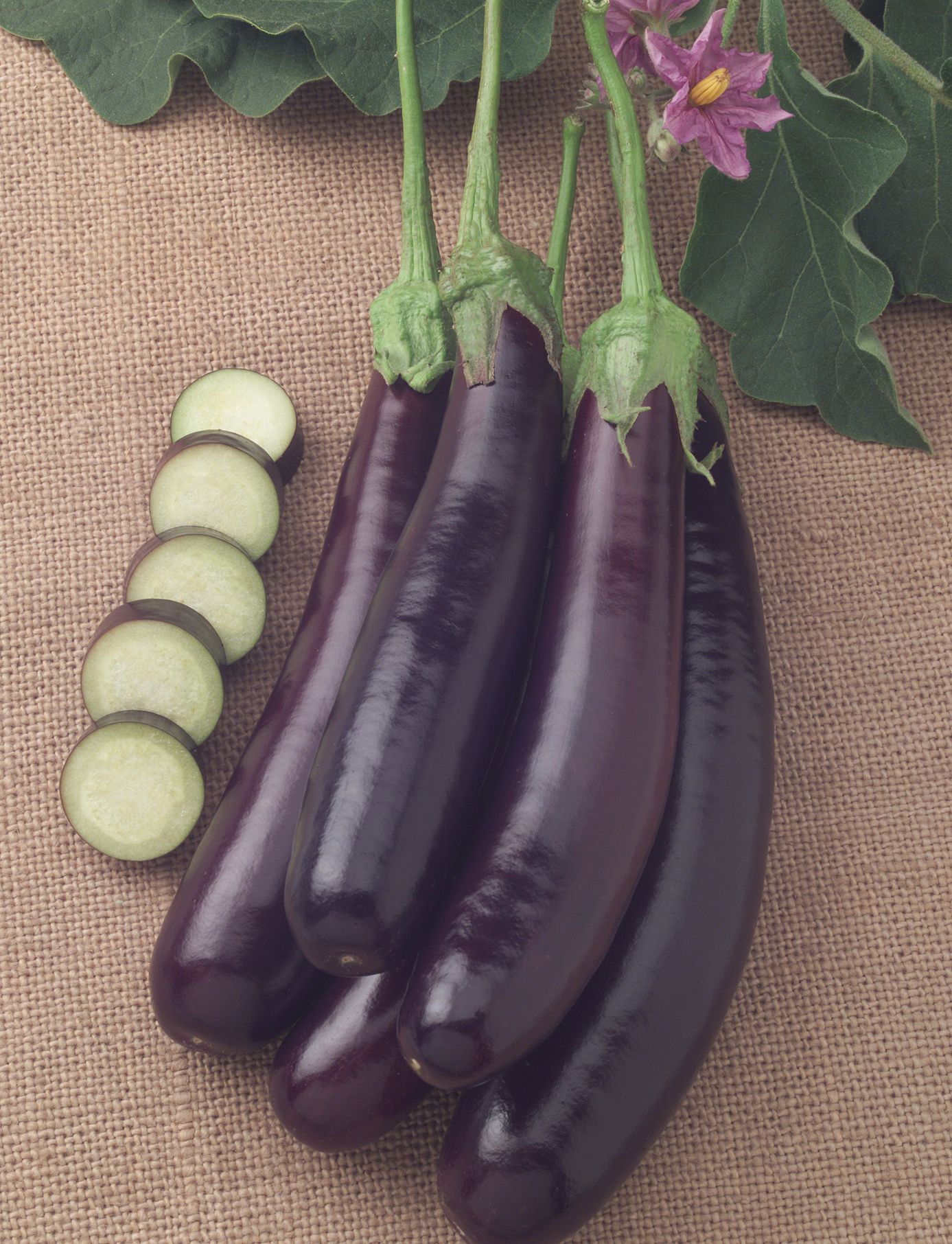 Bio Aubergine Super-Mini - Blu Solanum melongena günstig kaufen