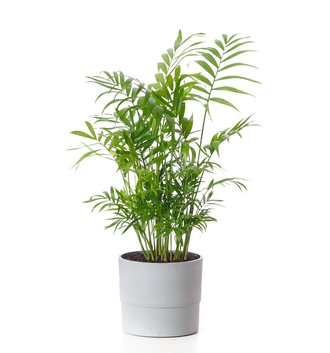 Mexikanische Bergpalme - Chamaedorea elegans günstig kaufen