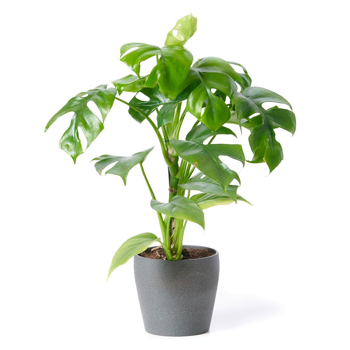 Mini Monstera - Monstera minima günstig kaufen