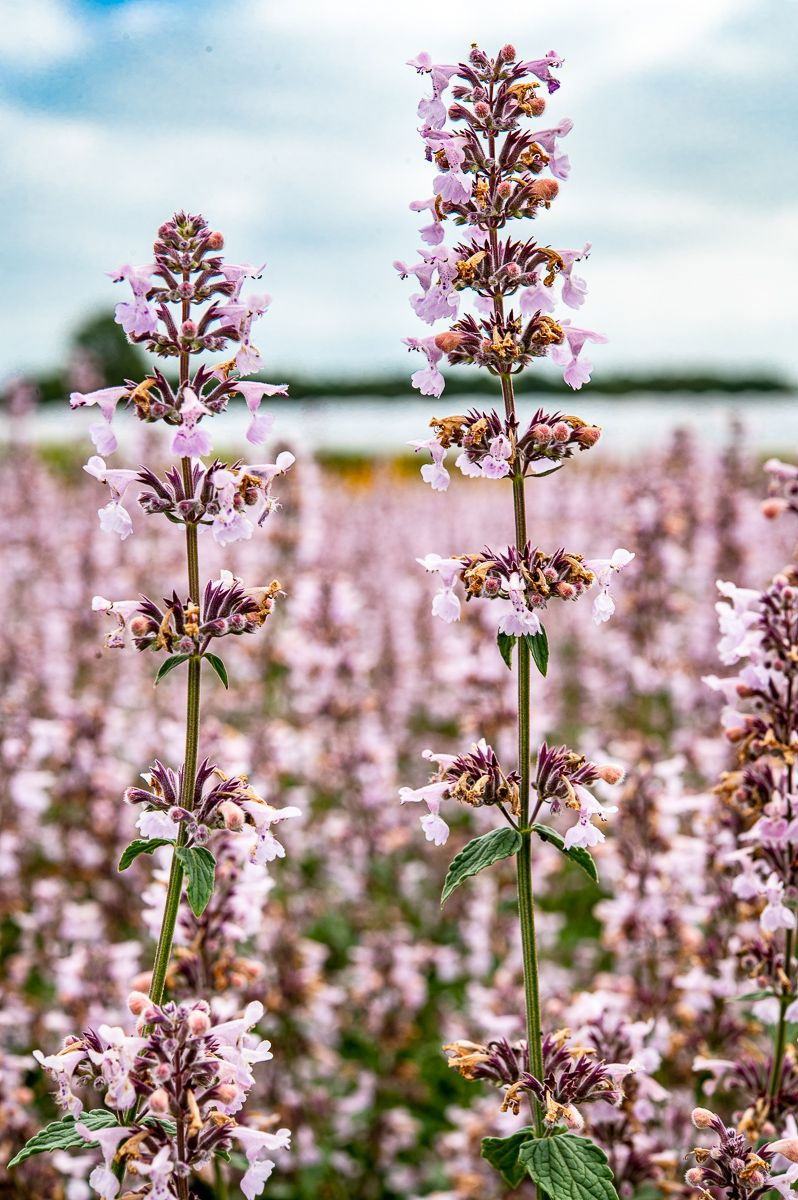 Traubige Katzenminze Amelia - Nepeta racemosa Amelia günstig kaufen
