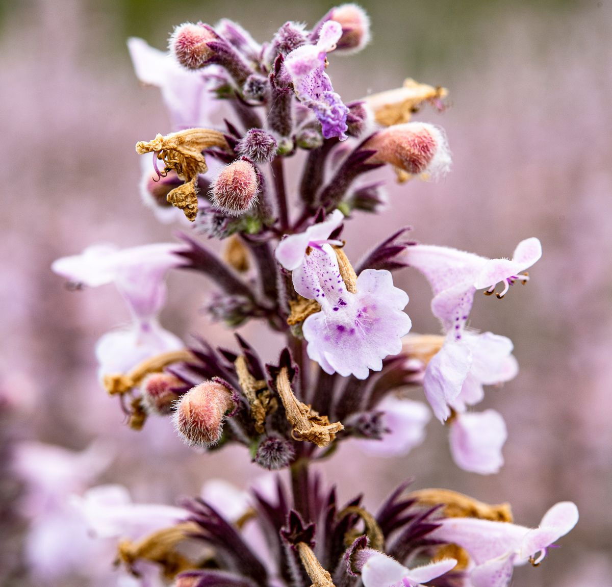 Traubige Katzenminze Amelia - Nepeta racemosa Amelia günstig kaufen
