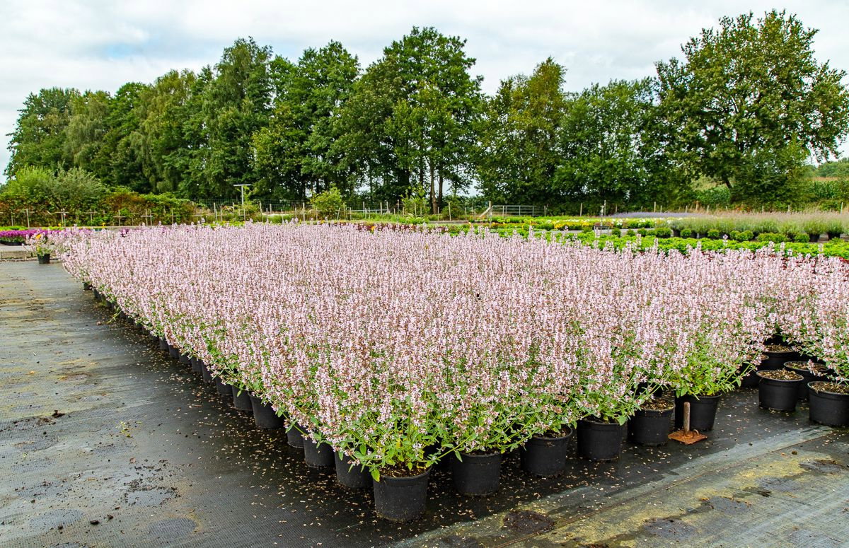 Traubige Katzenminze Amelia - Nepeta racemosa Amelia günstig kaufen