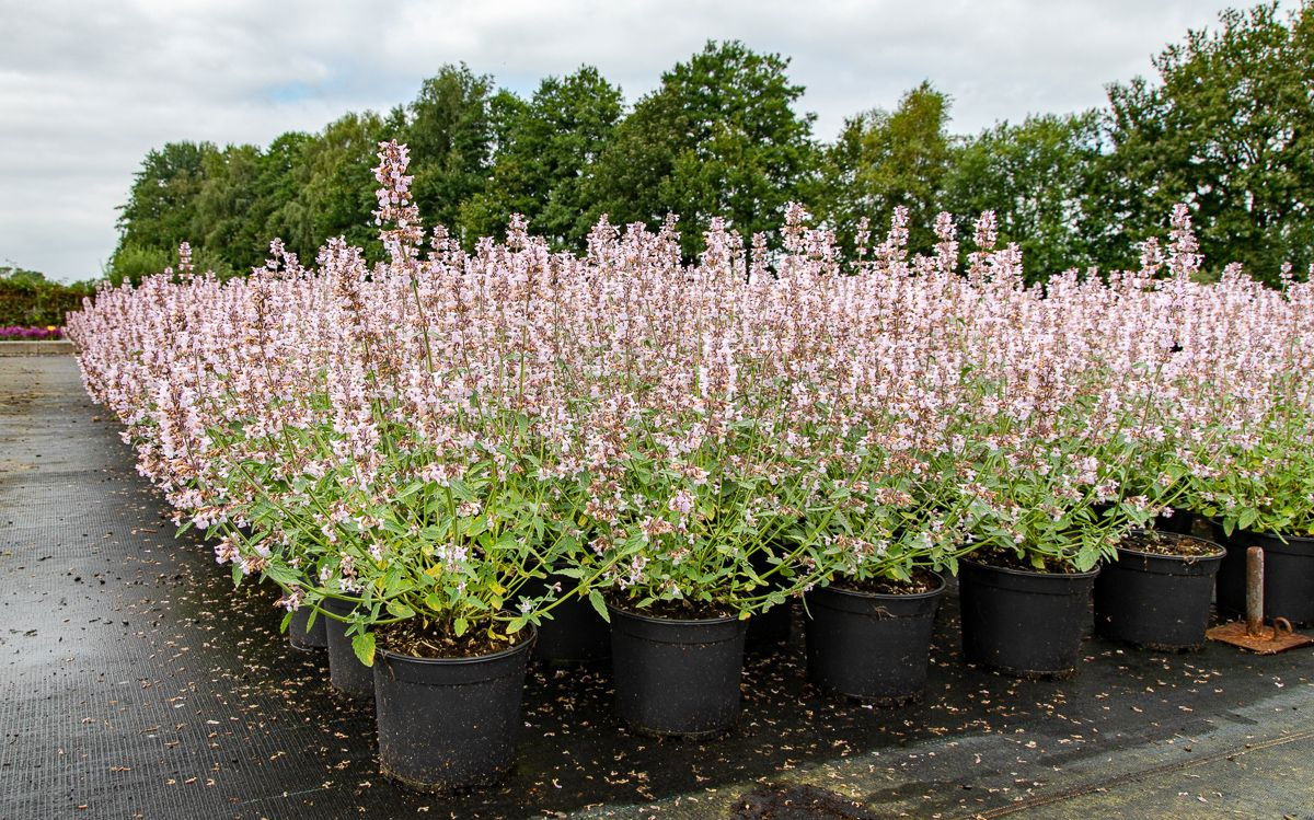 Traubige Katzenminze Amelia - Nepeta racemosa Amelia günstig kaufen