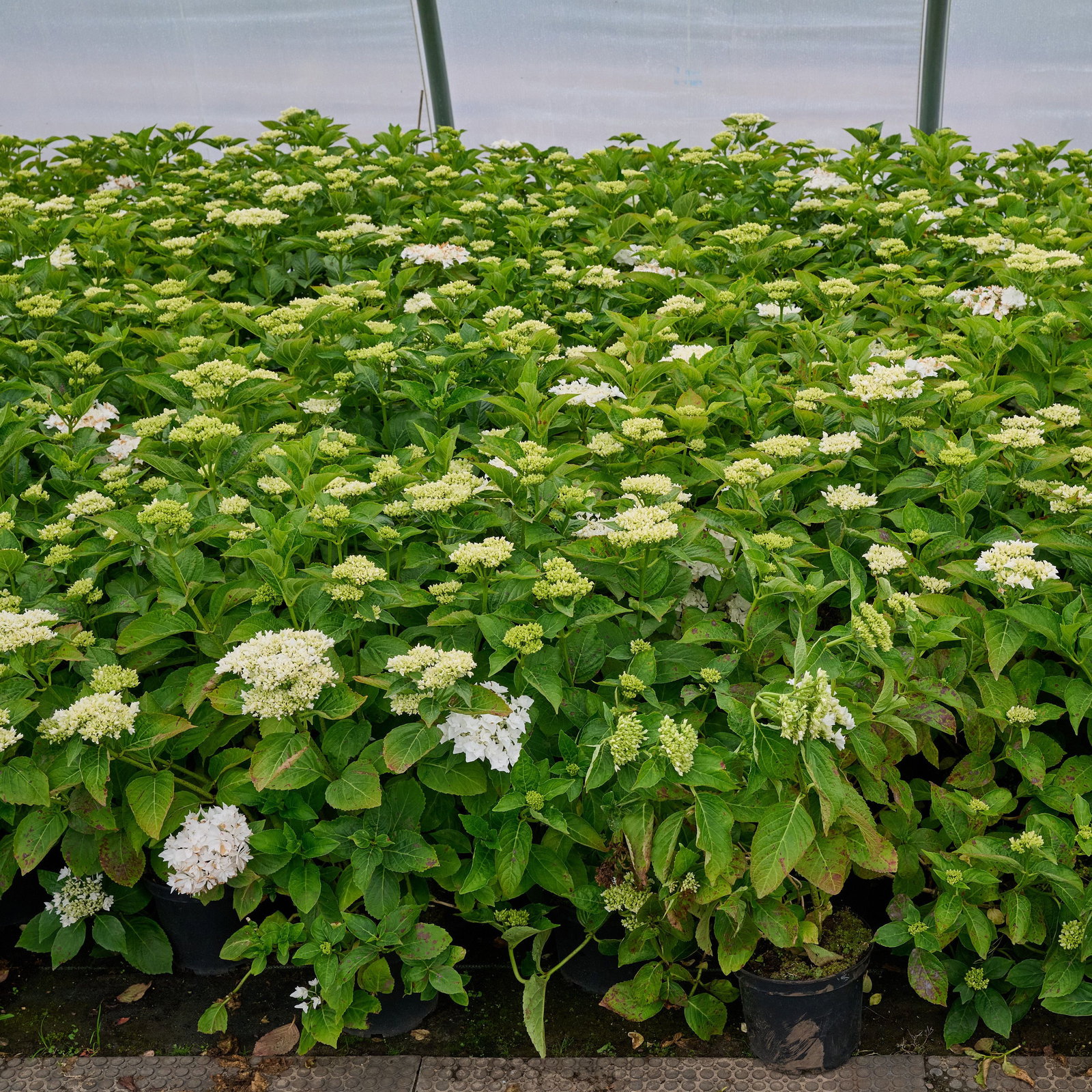 Hortensie Double White Choco - Hydrangea macrophylla Double White Choco ...