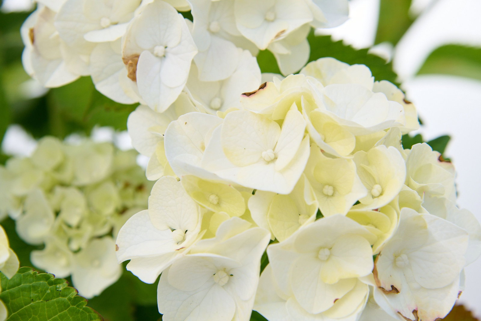 Hortensie Double White Choco - Hydrangea macrophylla Double White Choco ...