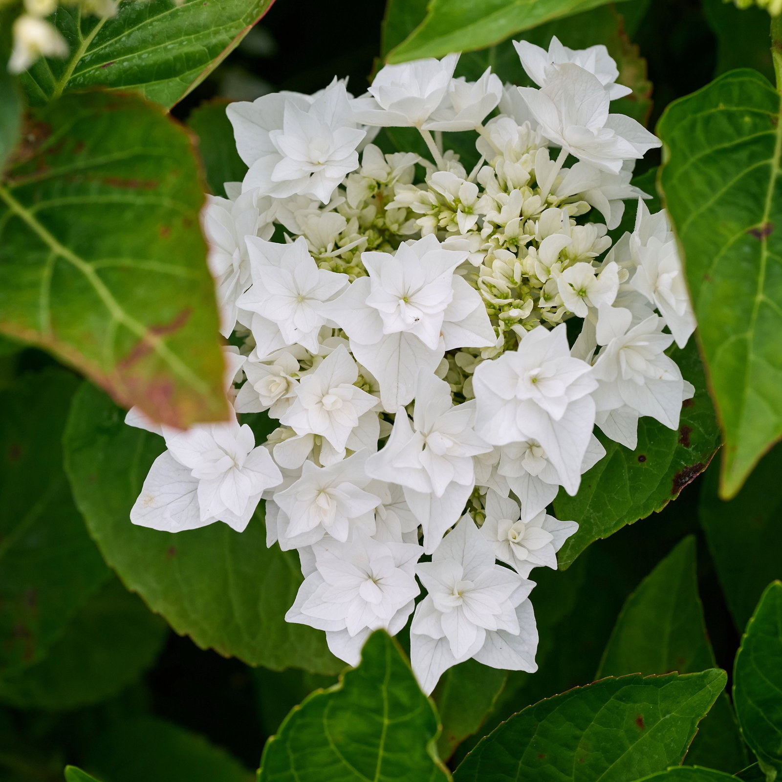 Hortensie Double White Choco - Hydrangea macrophylla Double White Choco ...