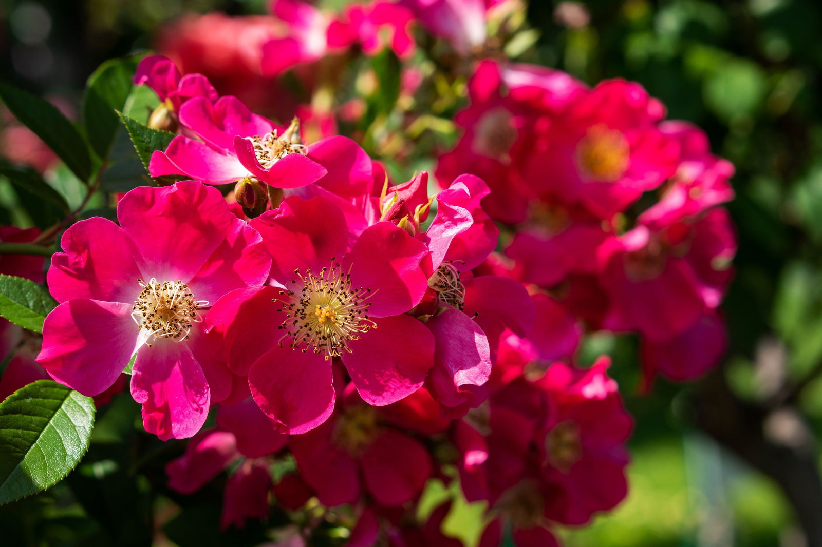 Rosa Ravel - Moschusrose Ravel / Historische Rose günstig kaufen