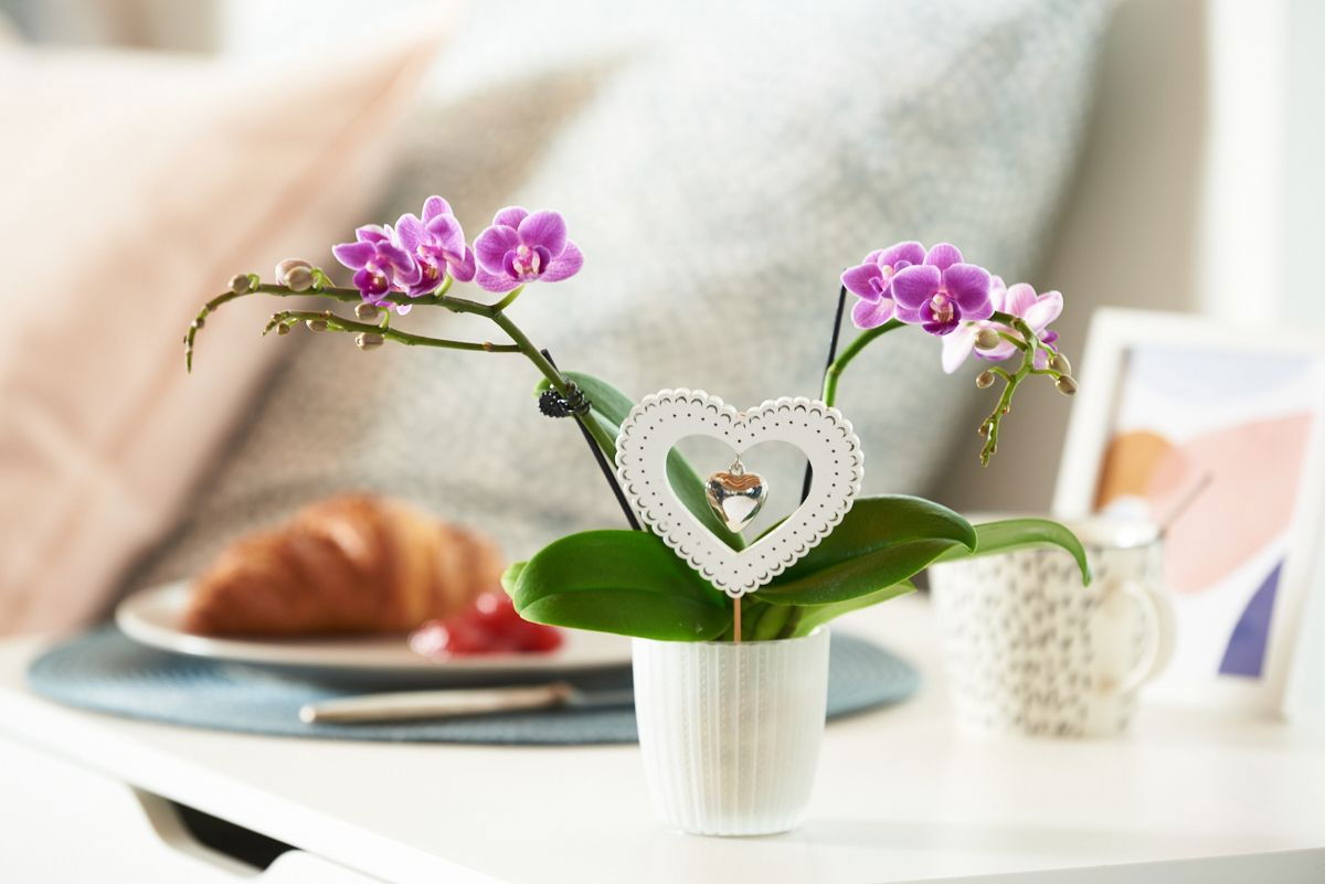 Mini Orchidee im Übertopf mit Deko - Muttertags Orchidee Übertopf und ...