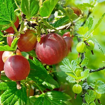 Stachelbeer-Stämmchen - Stachelbeer-Stämmchen günstig kaufen