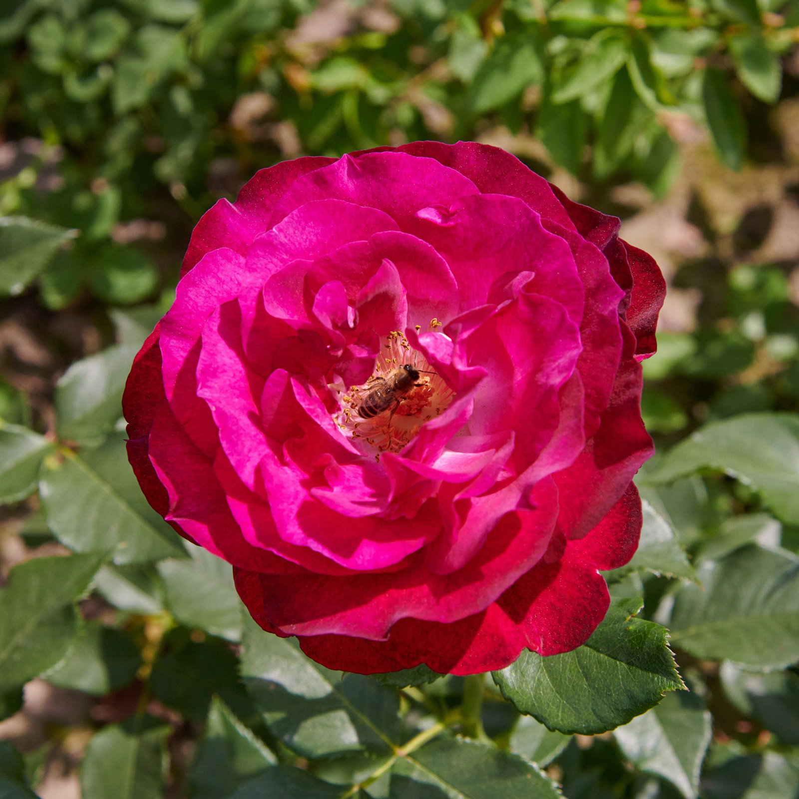 Rose Blue Eden® - Rosa Blue Eden® günstig kaufen