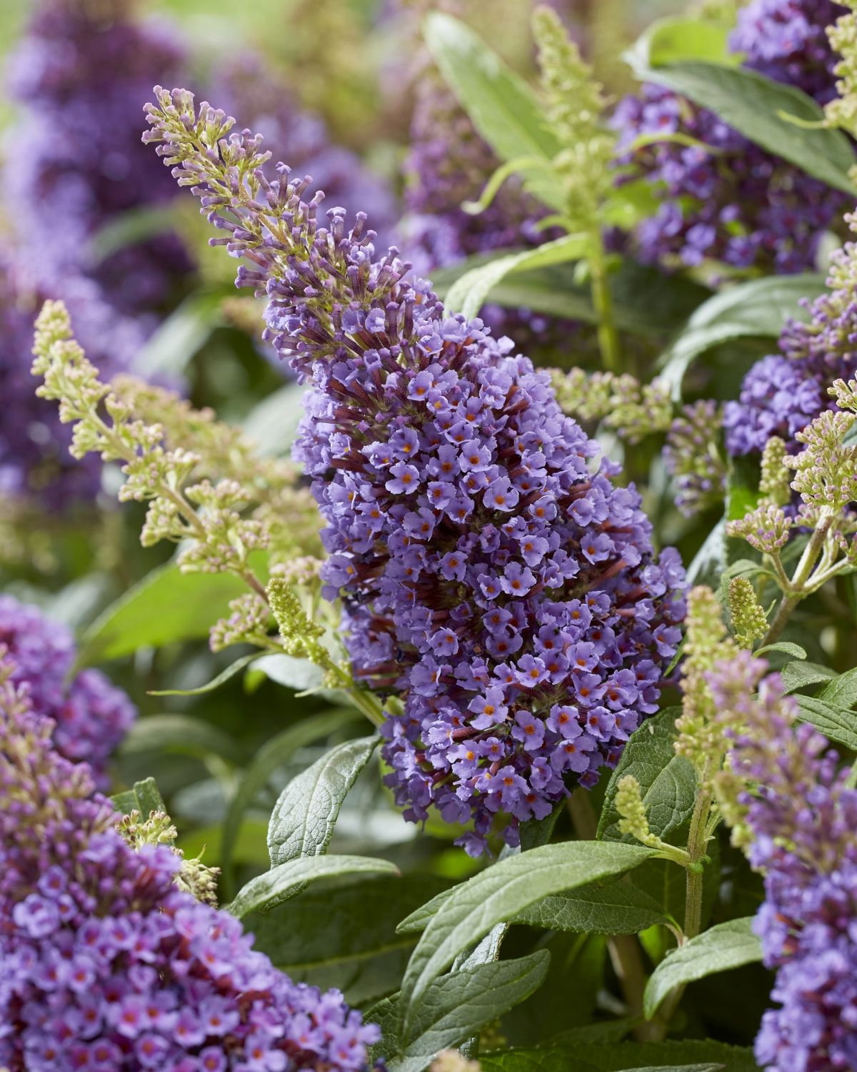Vielfarbiger Sommerflieder - Buddleja davidii Flower Power günstig kaufen