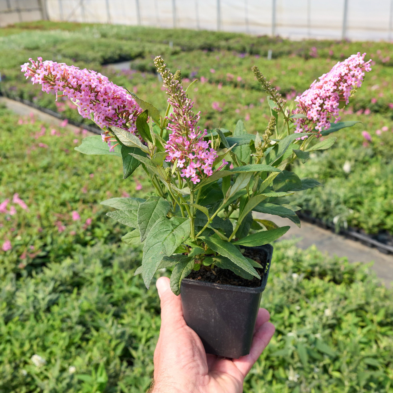 Zwerg Sommerflieder Butterfly Candy Little Pink - Buddleja Davidii ...