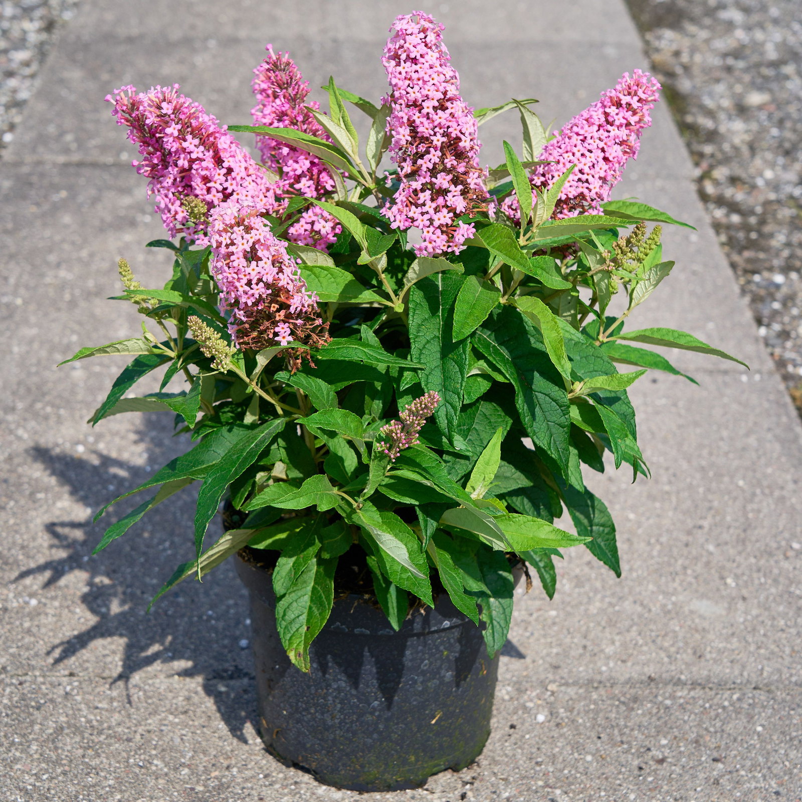 Zwerg Sommerflieder Butterfly Candy Little Pink - Buddleja Davidii ...