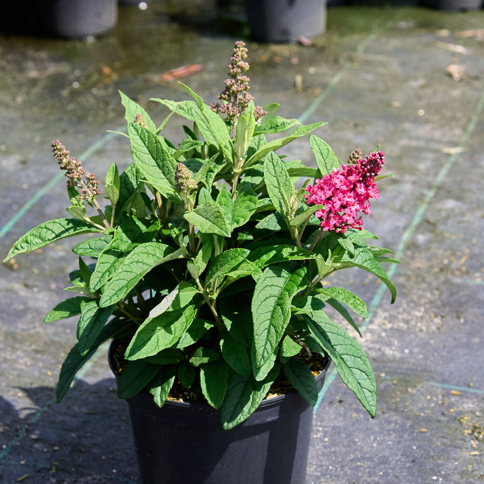 Zwerg Sommerflieder Butterfly Candy Little Ruby - Buddleja Davidii ...