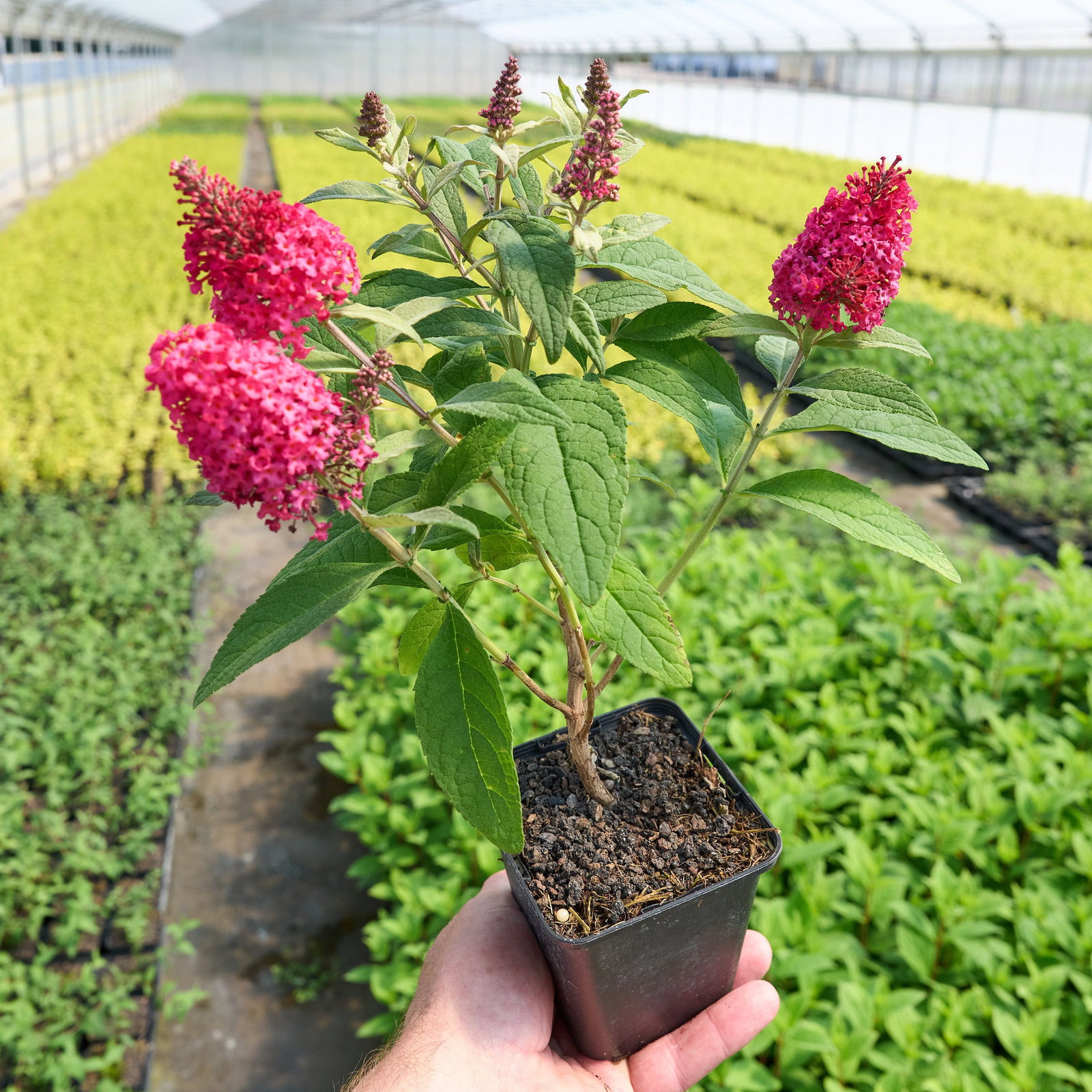 Zwerg Sommerflieder Butterfly Candy Little Ruby - Buddleja Davidii ...
