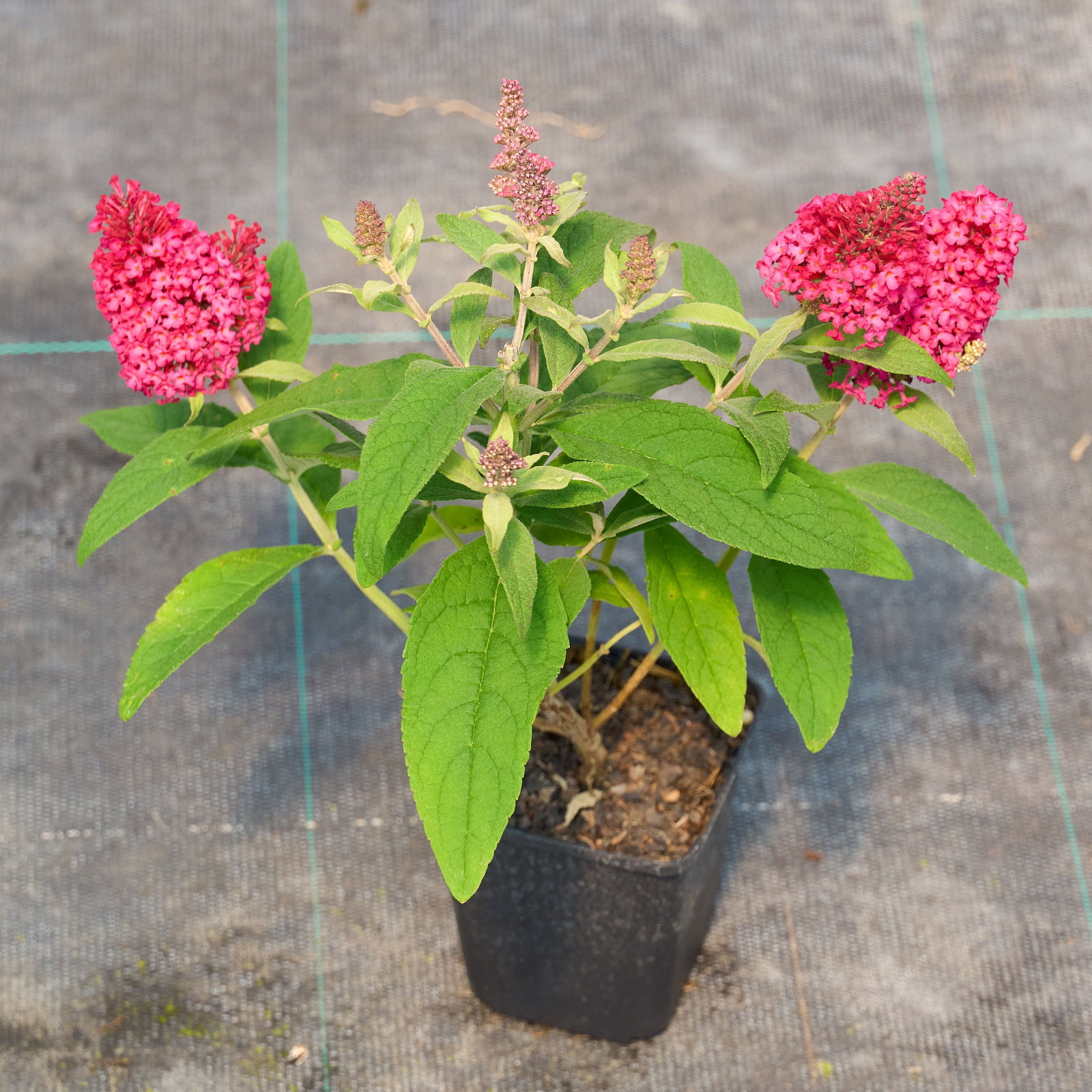 Zwerg Sommerflieder Butterfly Candy Little Ruby - Buddleja Davidii ...
