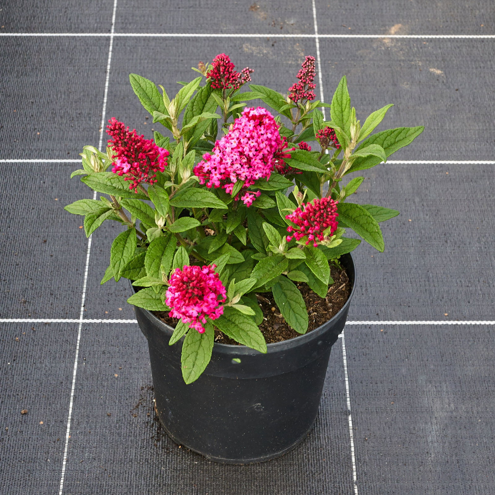 Zwerg Sommerflieder Butterfly Candy Little Ruby - Buddleja Davidii ...