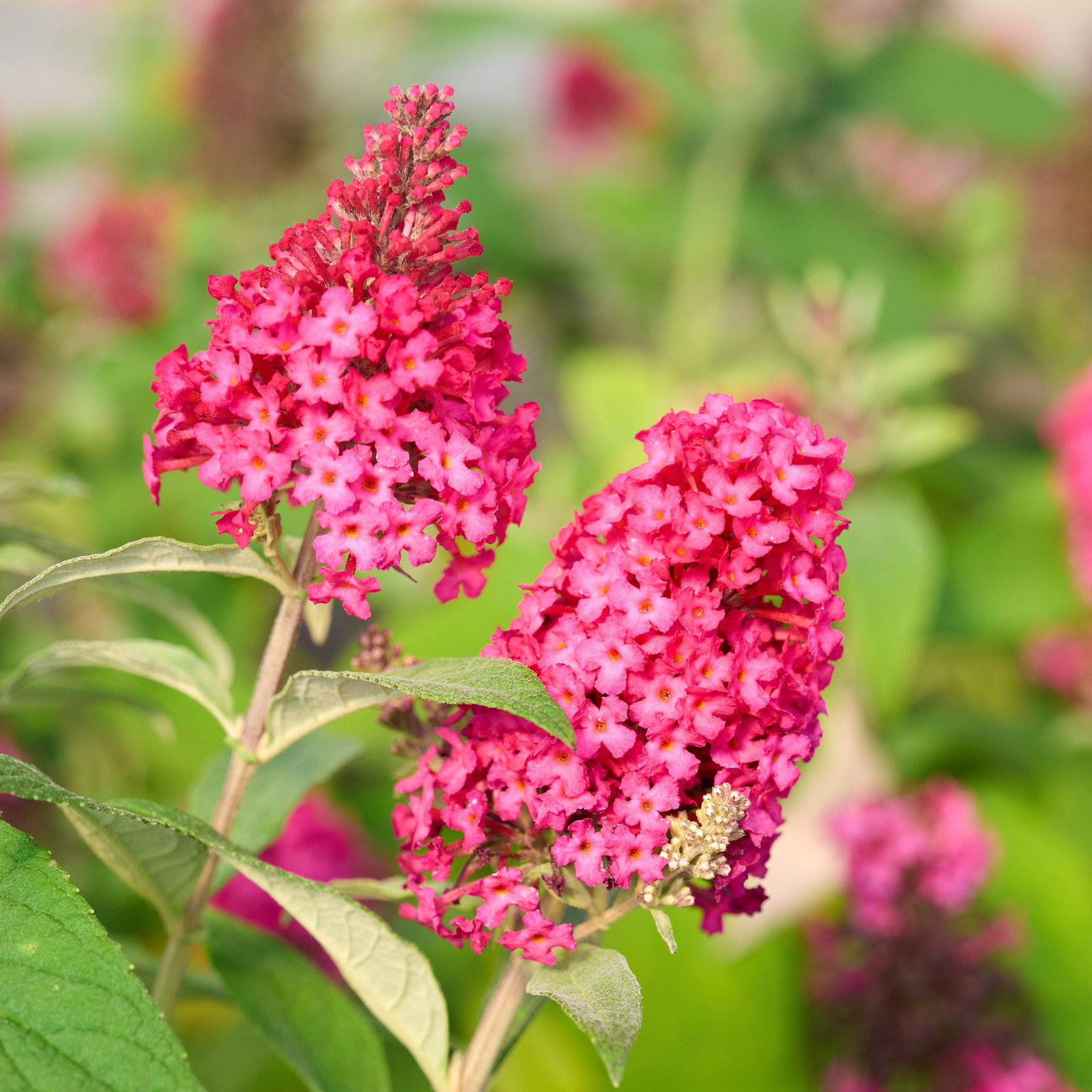 Zwerg Sommerflieder Butterfly Candy Little Ruby - Buddleja Davidii ...