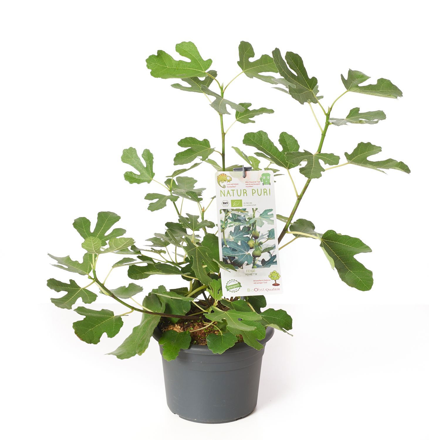 Bio Feige Perretta - Bio Ficus carica Perretta günstig kaufen
