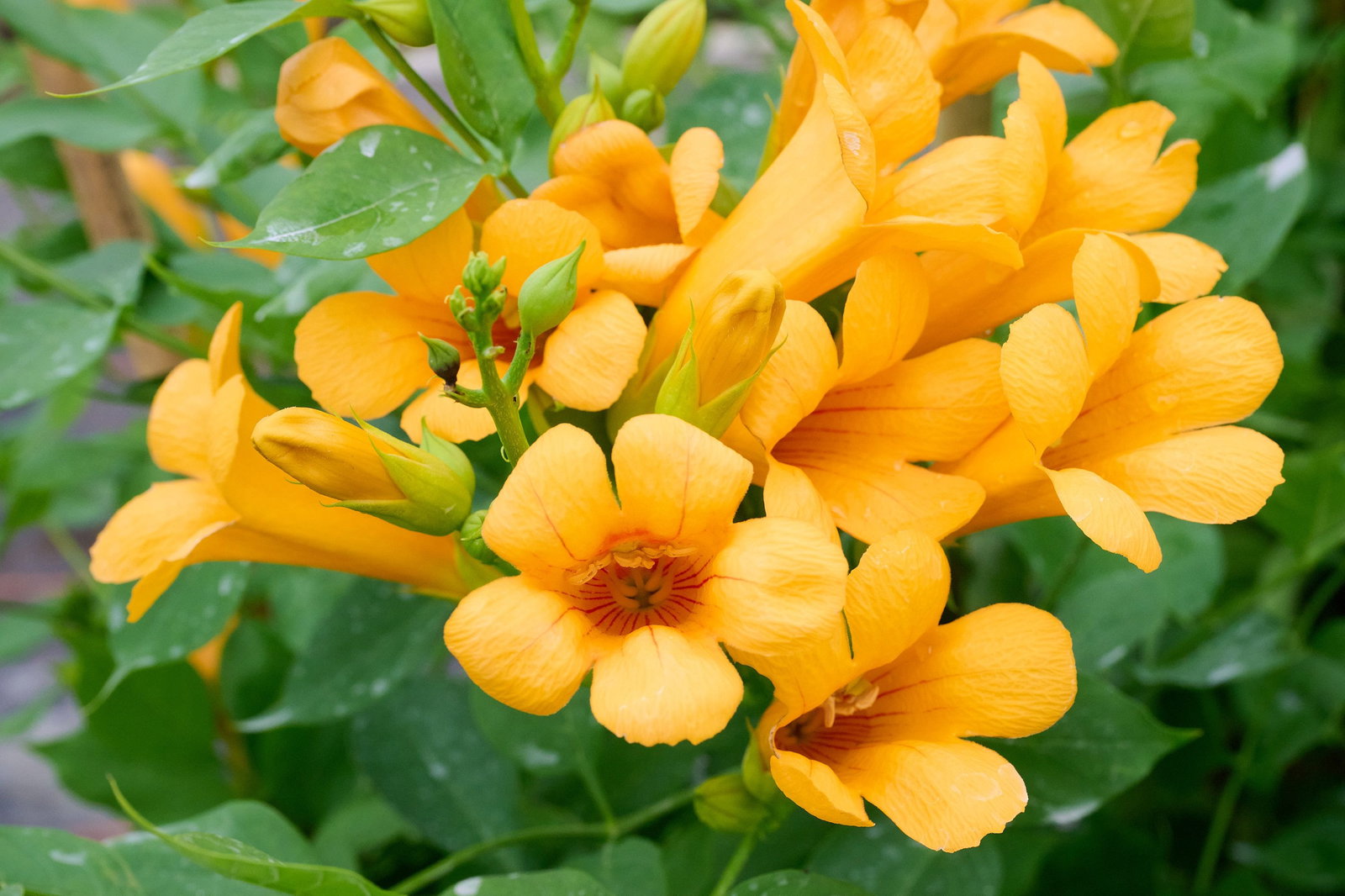 Trompetenblume Golden Trumpet - Campsis tagliabuana Golden Trumpet ...